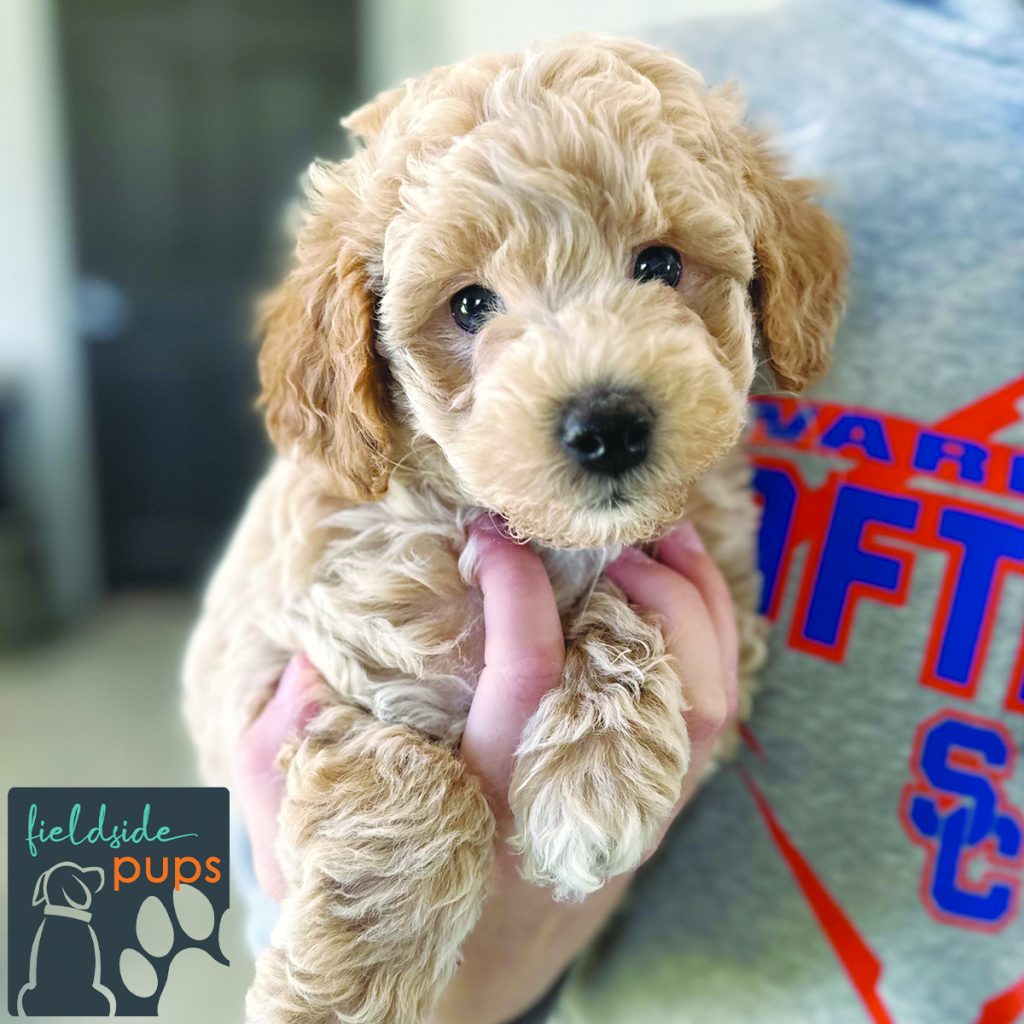 male medium and mini labradoodles available today - fieldside pups